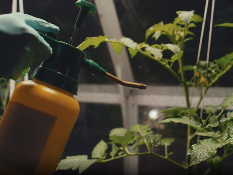 10 ways to bring a plant back to life - Plant CPR