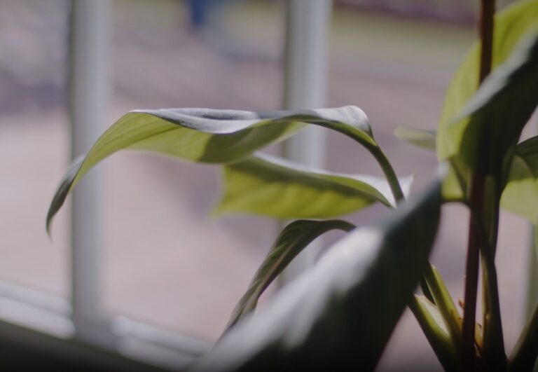 10 ways to bring a plant back to life - Plant CPR