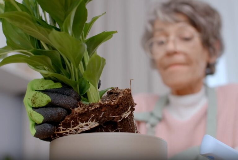 10 ways to bring a plant back to life - Plant CPR