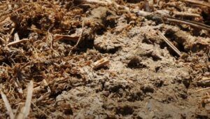 How Does Salting the Earth Prevent Plant Growth?