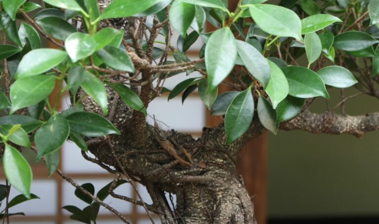 How to Care for a Dying Ficus Tree - Step-by-Step Guide