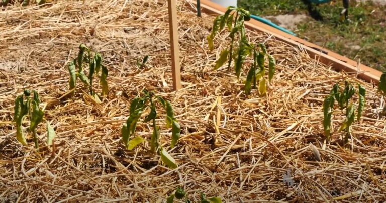 How Does Salting the Earth Prevent Plant Growth?