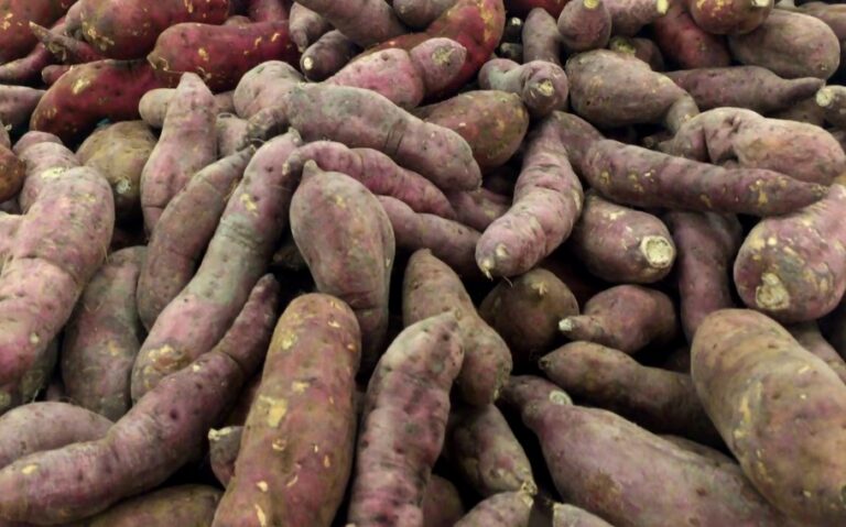 How to Grow Purple Sweet Potato - A Simple Guide for Gardeners